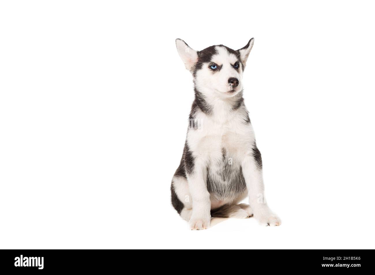 Siberian Husky puppy isolated on a white background Stock Photo - Alamy