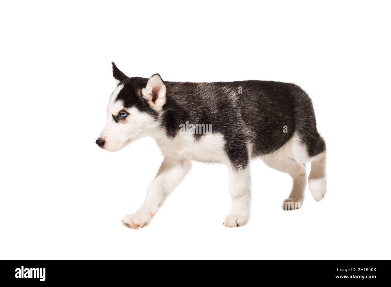 Siberian Husky puppy isolated on a white background Stock Photo - Alamy