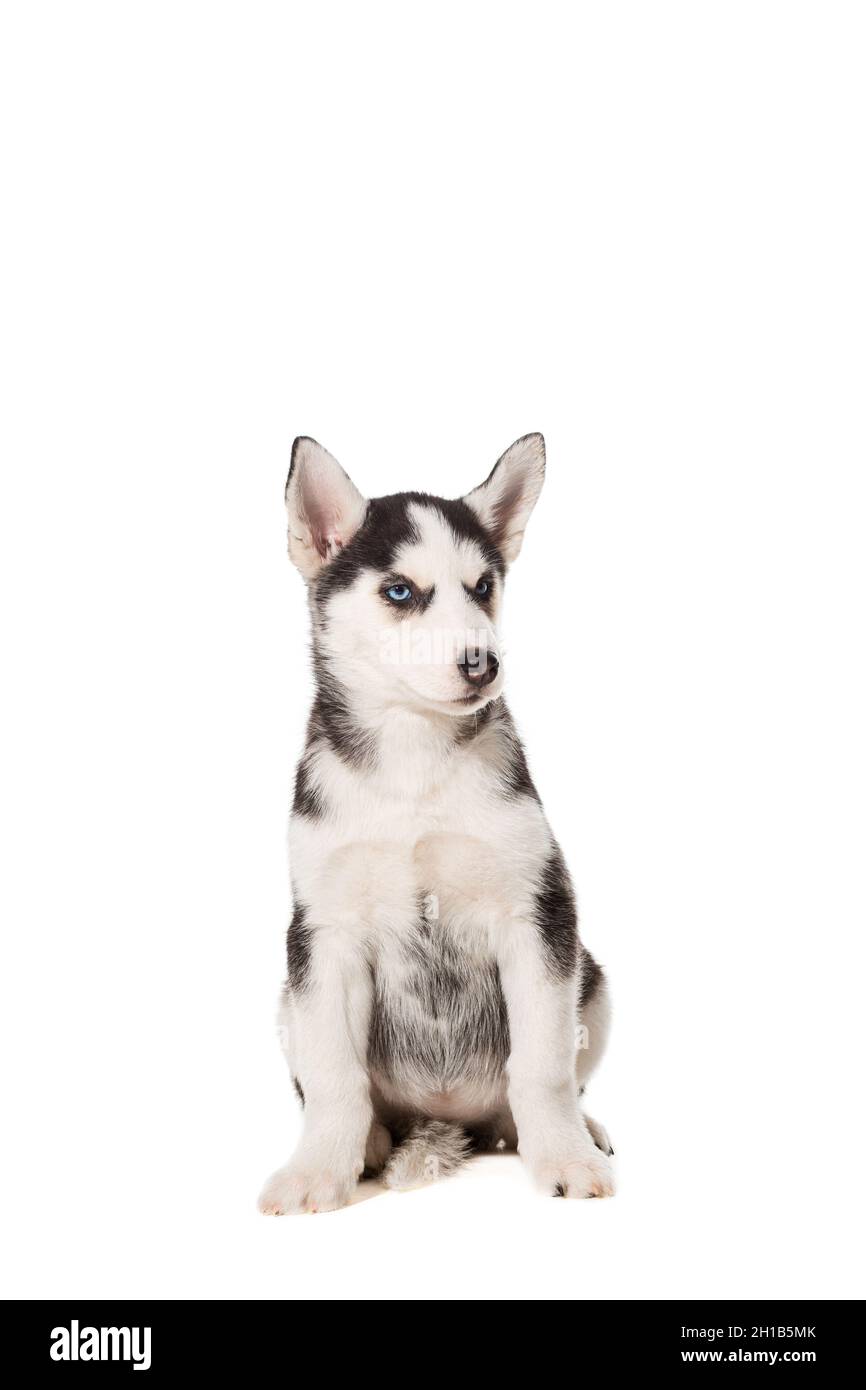 Siberian Husky puppy isolated on a white background Stock Photo - Alamy