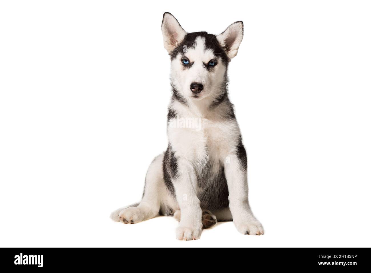Siberian Husky puppy isolated on a white background Stock Photo - Alamy