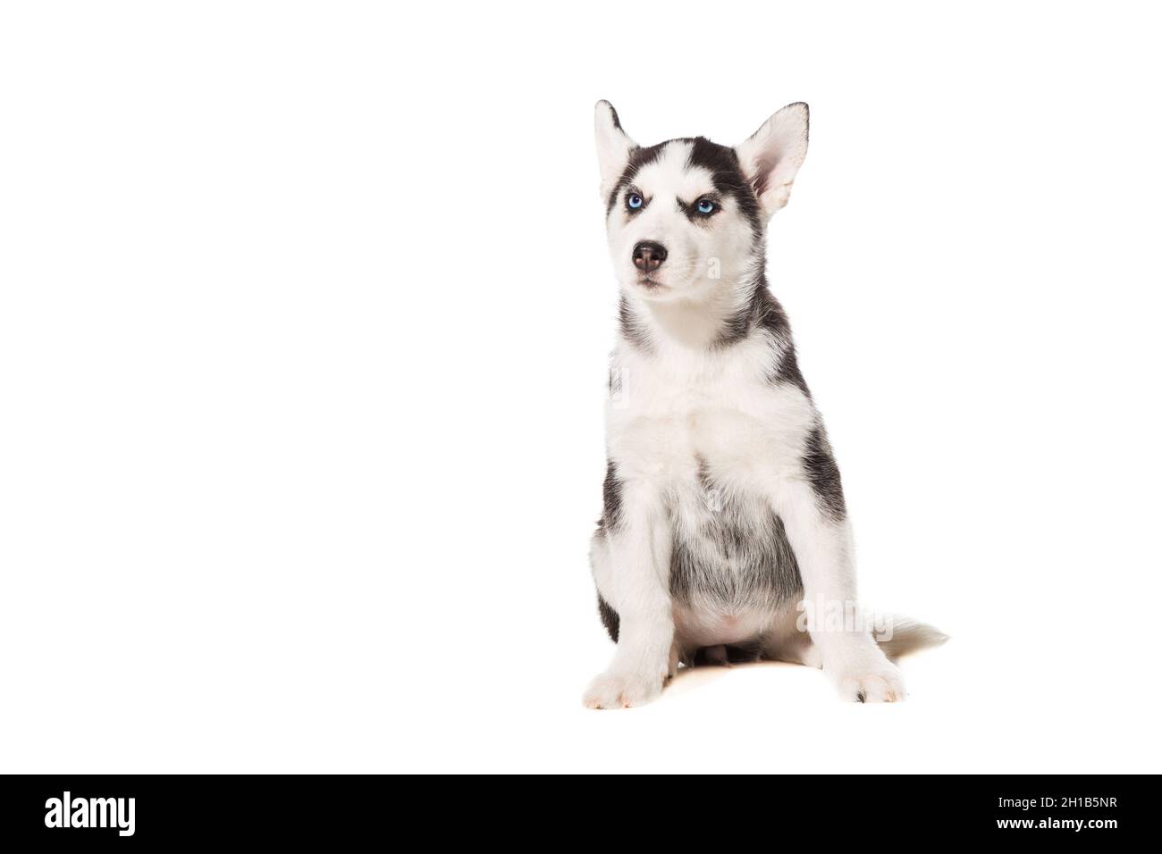 Siberian Husky puppy isolated on a white background Stock Photo - Alamy