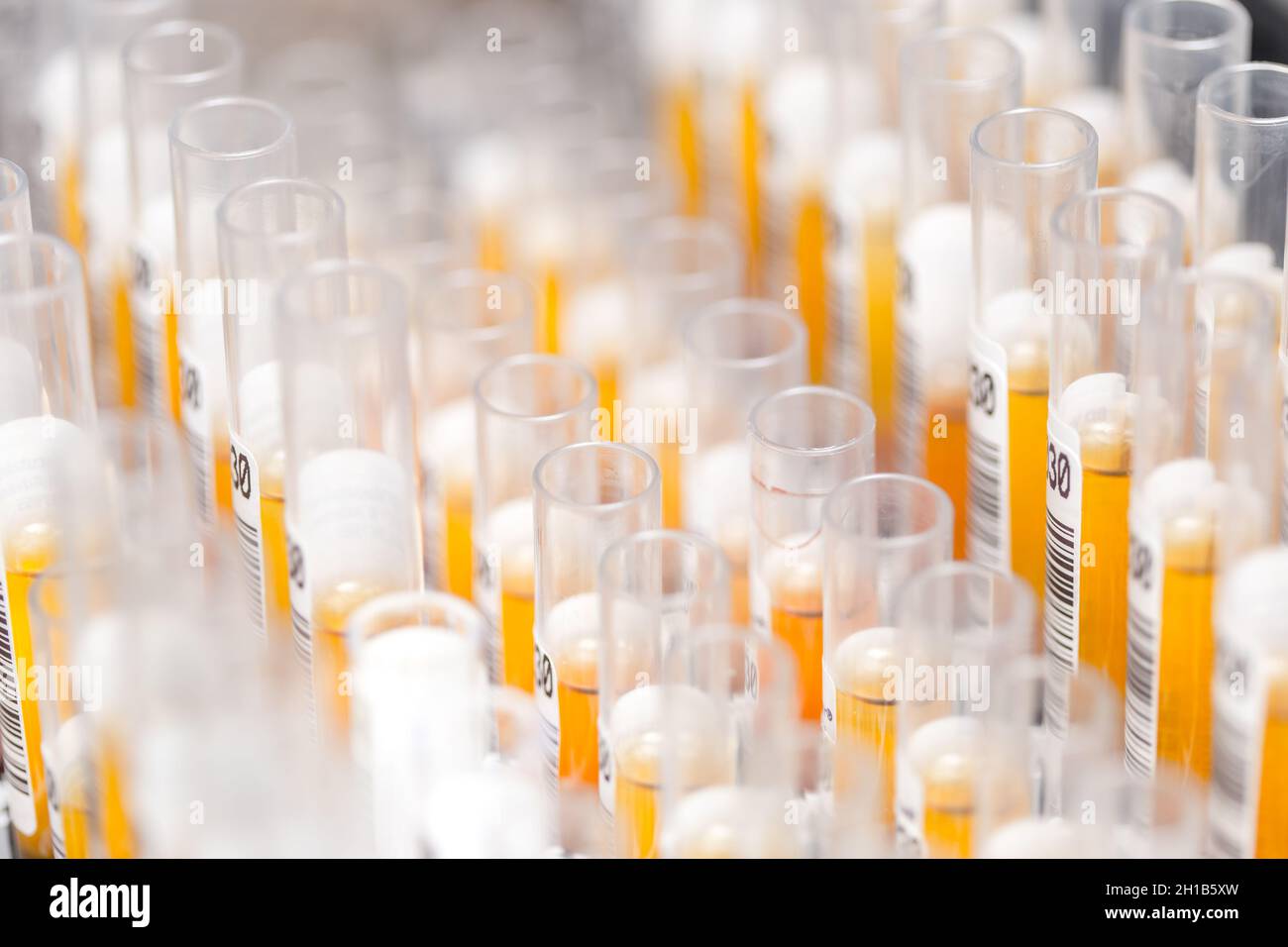 Laboratory glass test tubes filled with orange liquid for an experiment ...