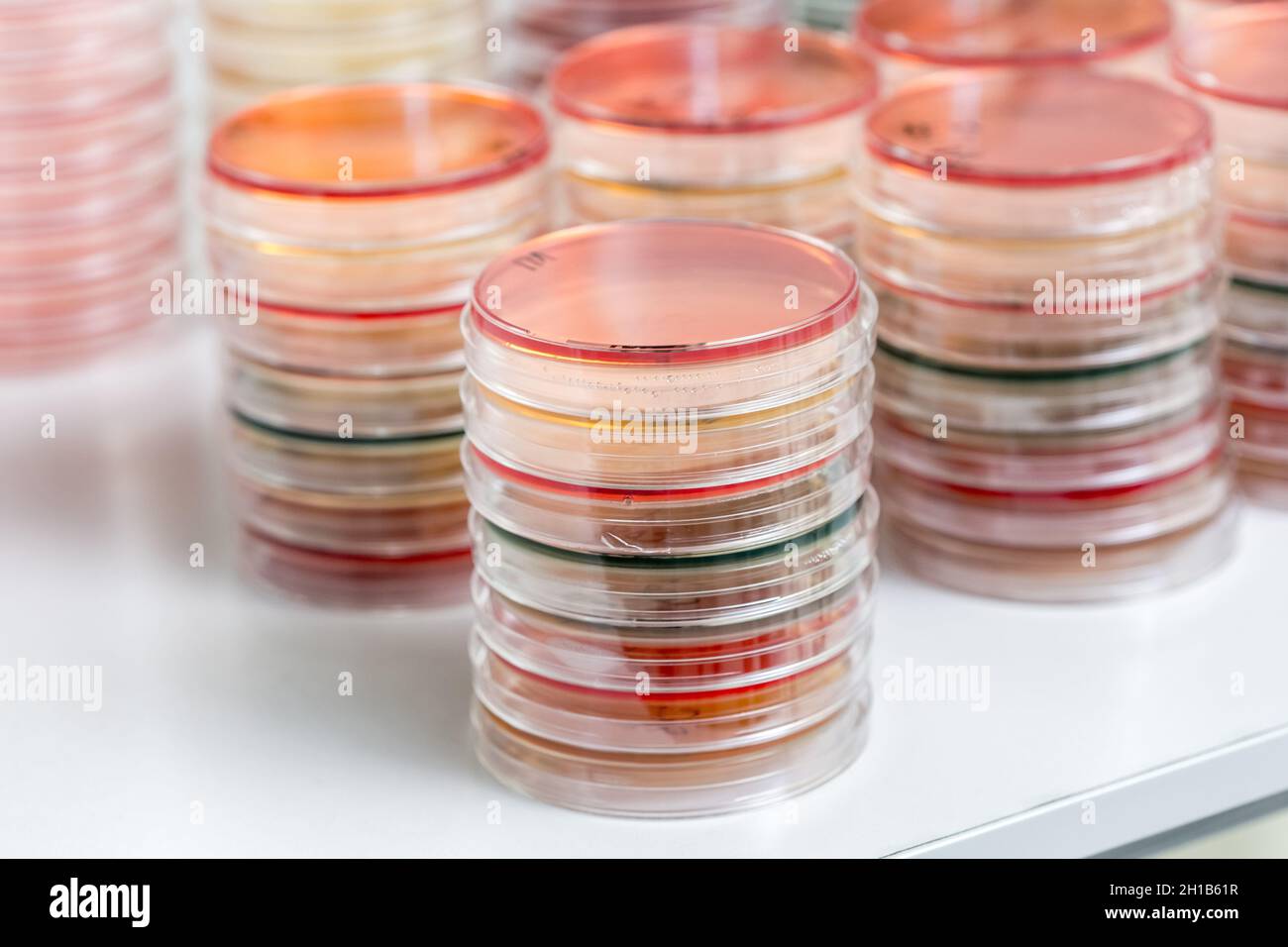 Red and yellow petri dishes stacks in microbiology lab on the ...