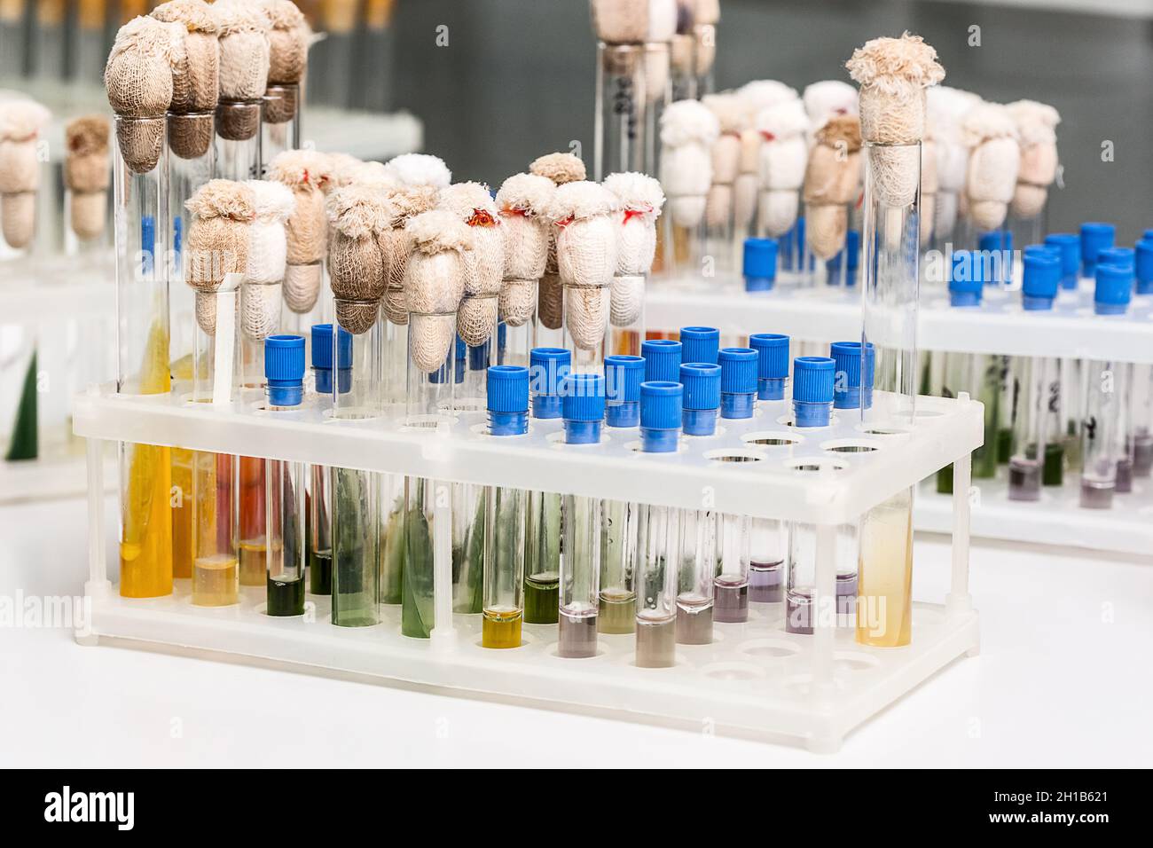 Test-tubes with yellow liquid in the laboratory Stock Photo - Alamy