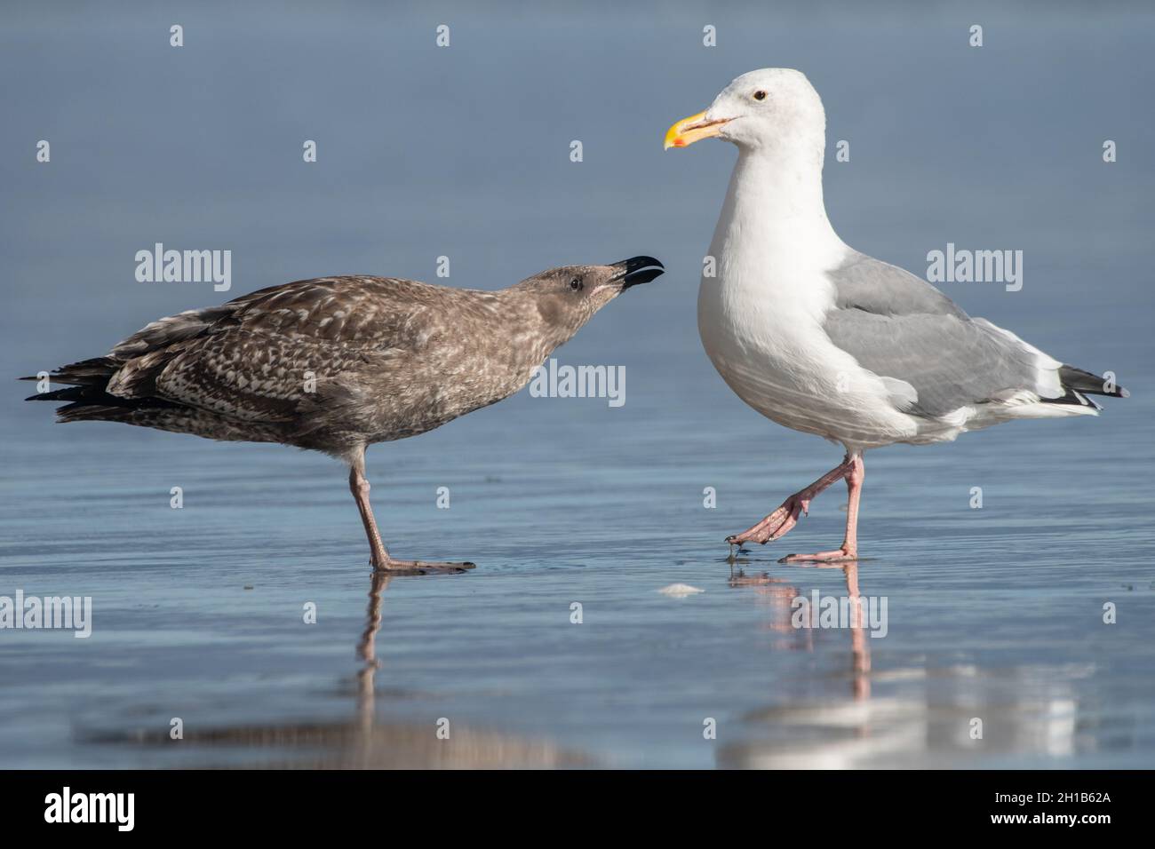 Western gulls (Larus occidentalis) an adult gull and chick, the ...
