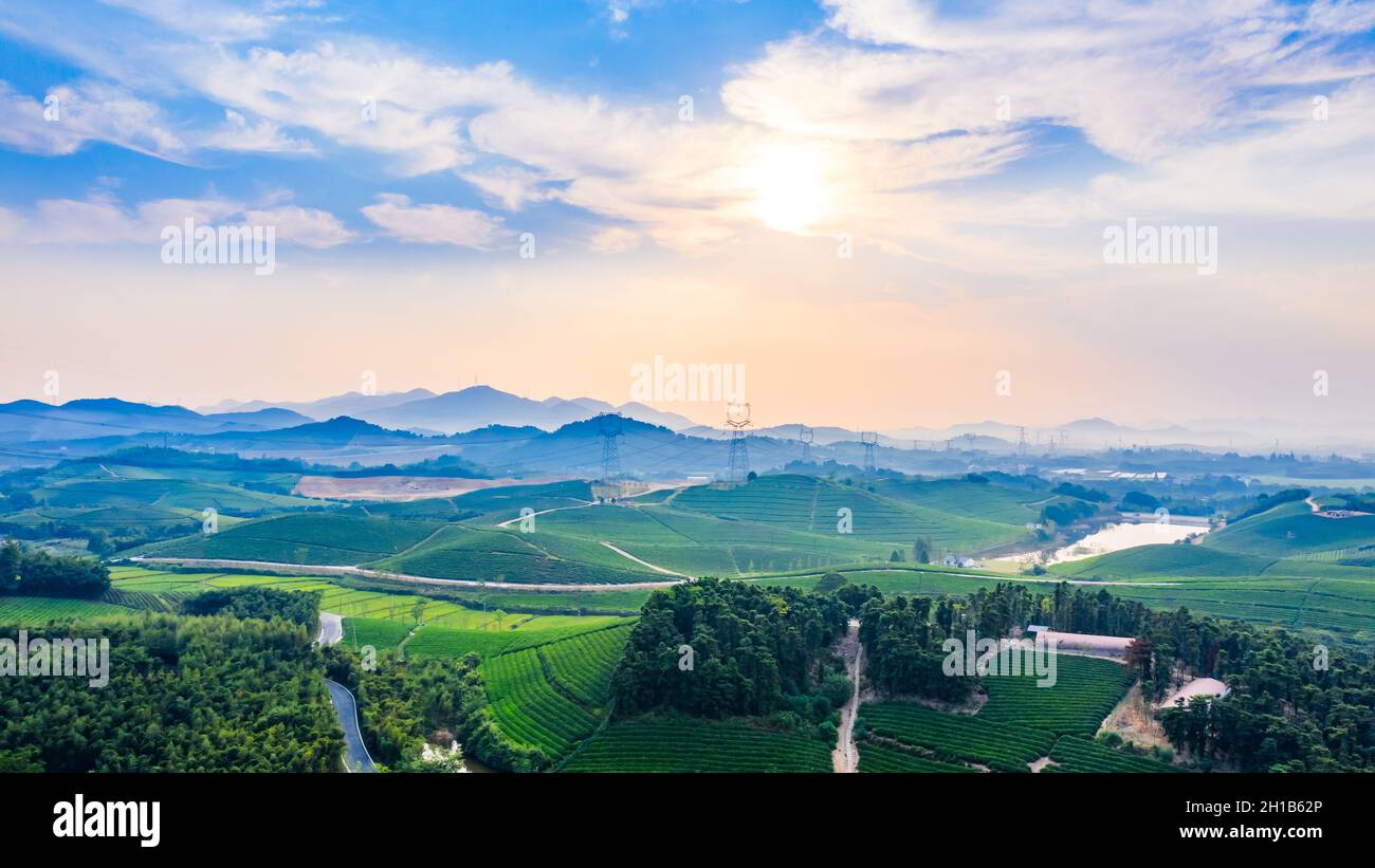 Aerial view of green tea plantation Stock Photo - Alamy