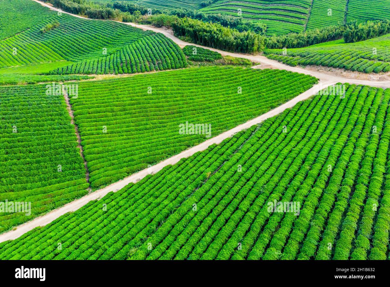 Aerial view of green tea plantation Stock Photo - Alamy