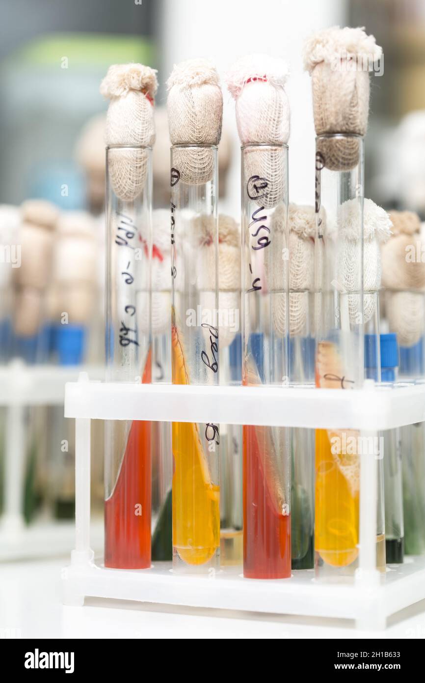 Laboratory glass test tubes filled with orange liquid for an experiment ...