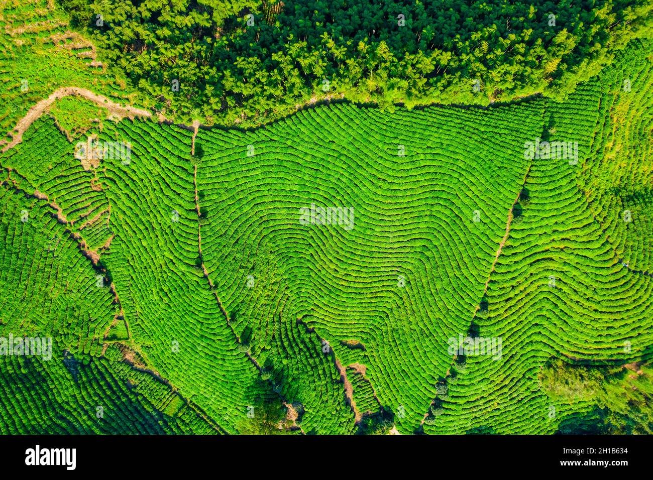 Aerial view of green tea plantation Stock Photo - Alamy