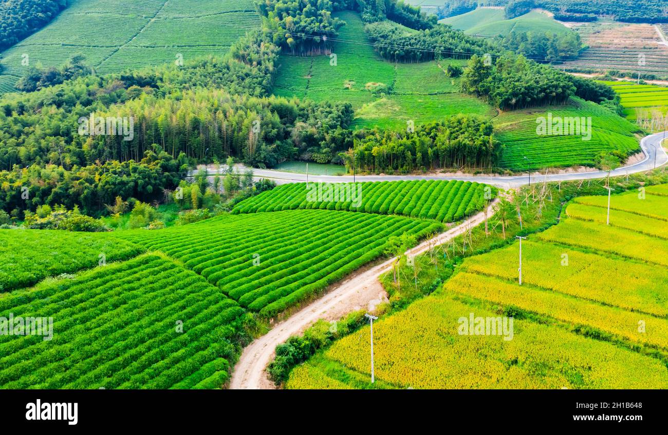 Aerial view of green tea plantation Stock Photo - Alamy