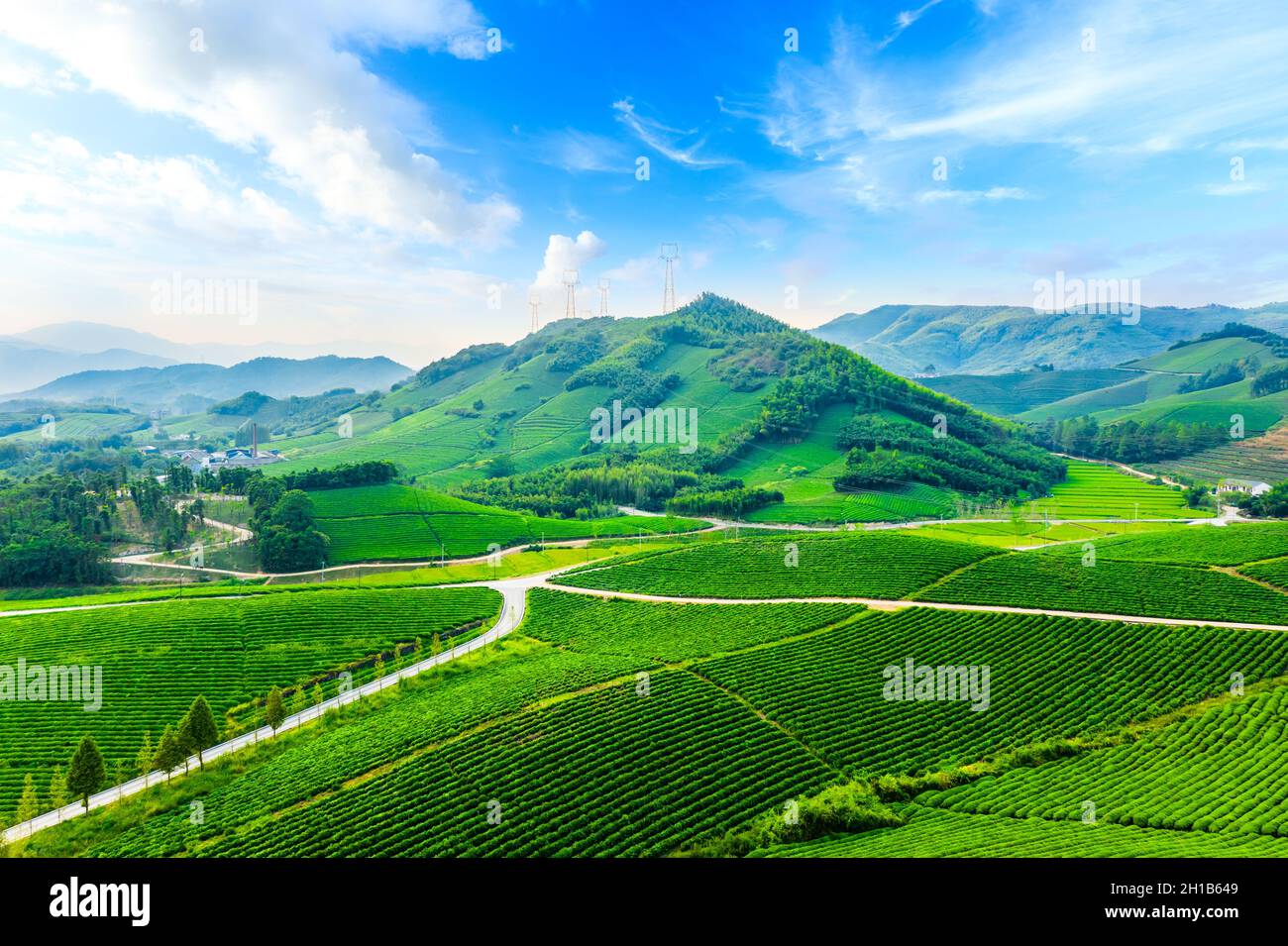 Aerial view of green tea plantation Stock Photo - Alamy