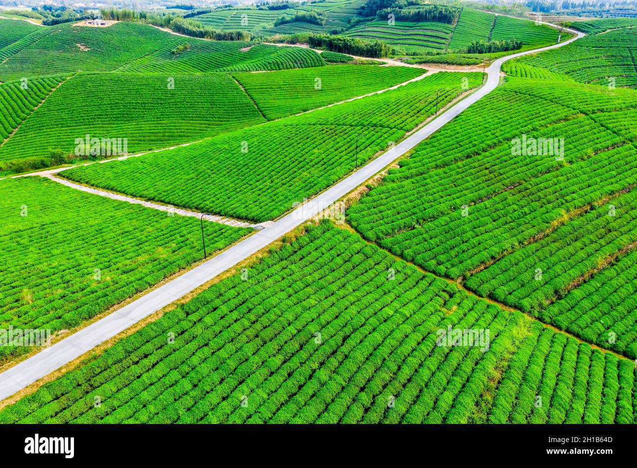 Aerial view of green tea plantation Stock Photo - Alamy