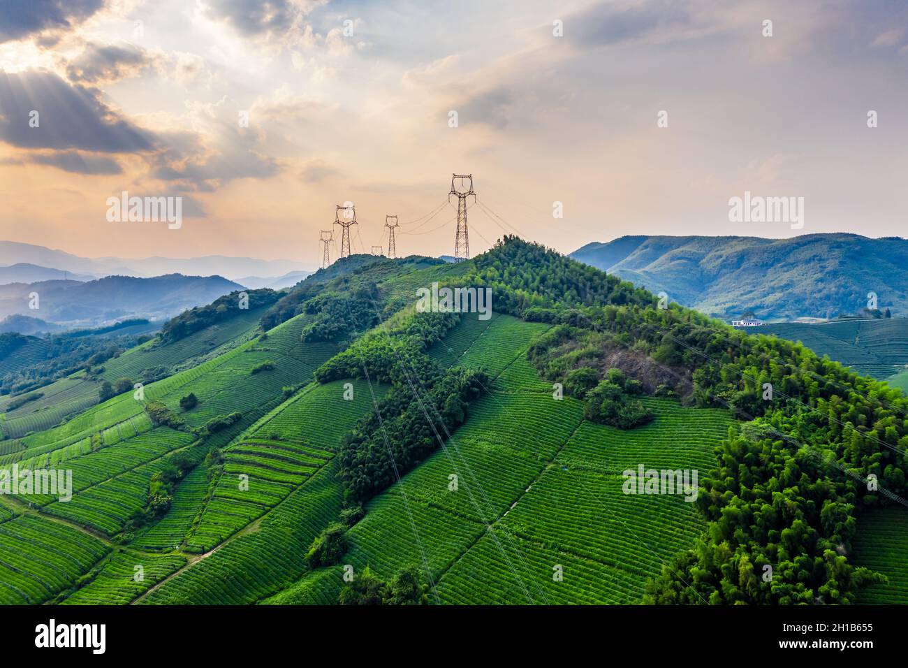 Aerial view of green tea plantation Stock Photo - Alamy