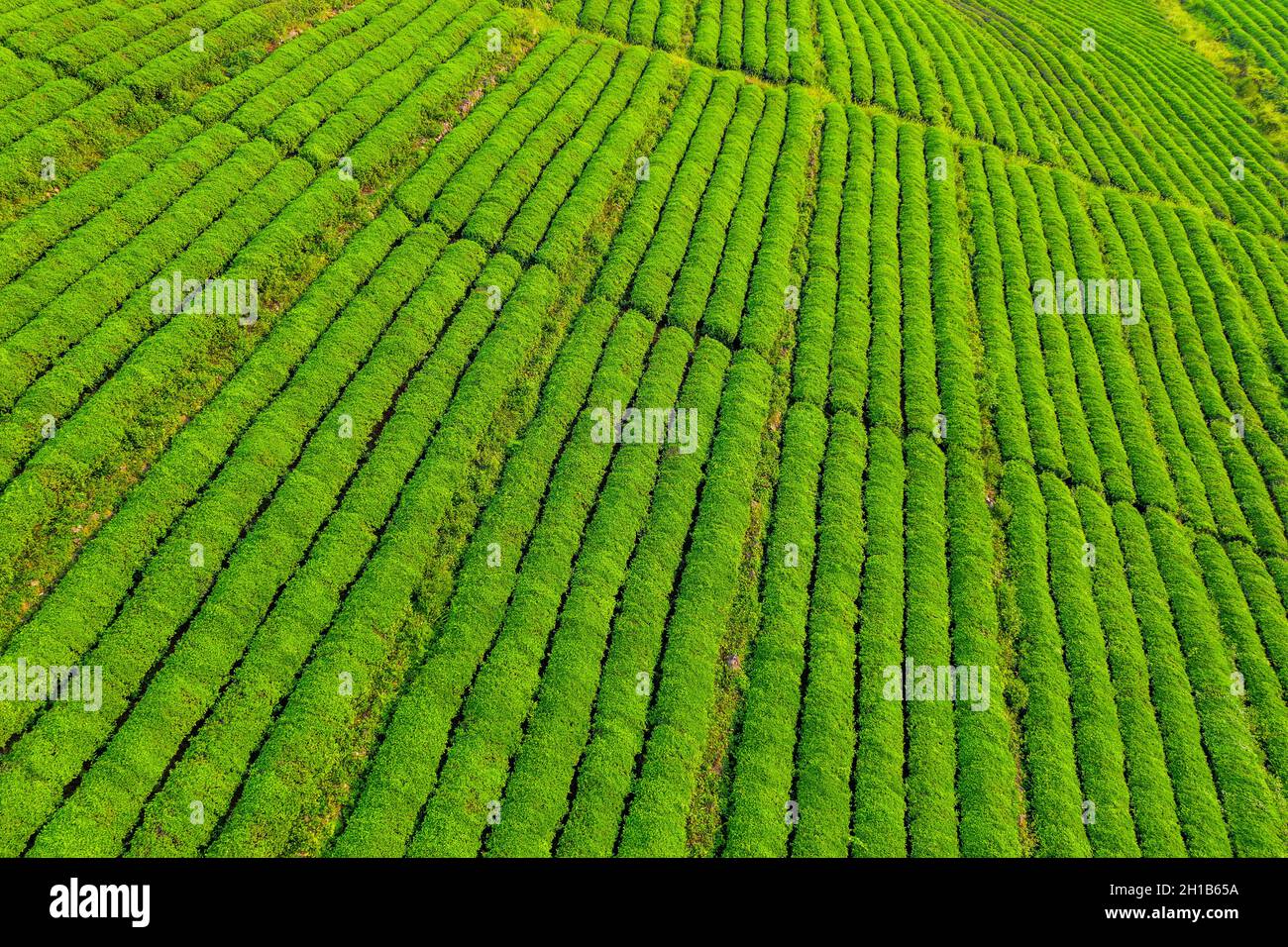 Aerial view of green tea plantation Stock Photo - Alamy