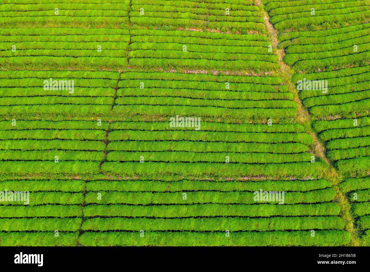 Tea plantation top view hi-res stock photography and images - Alamy