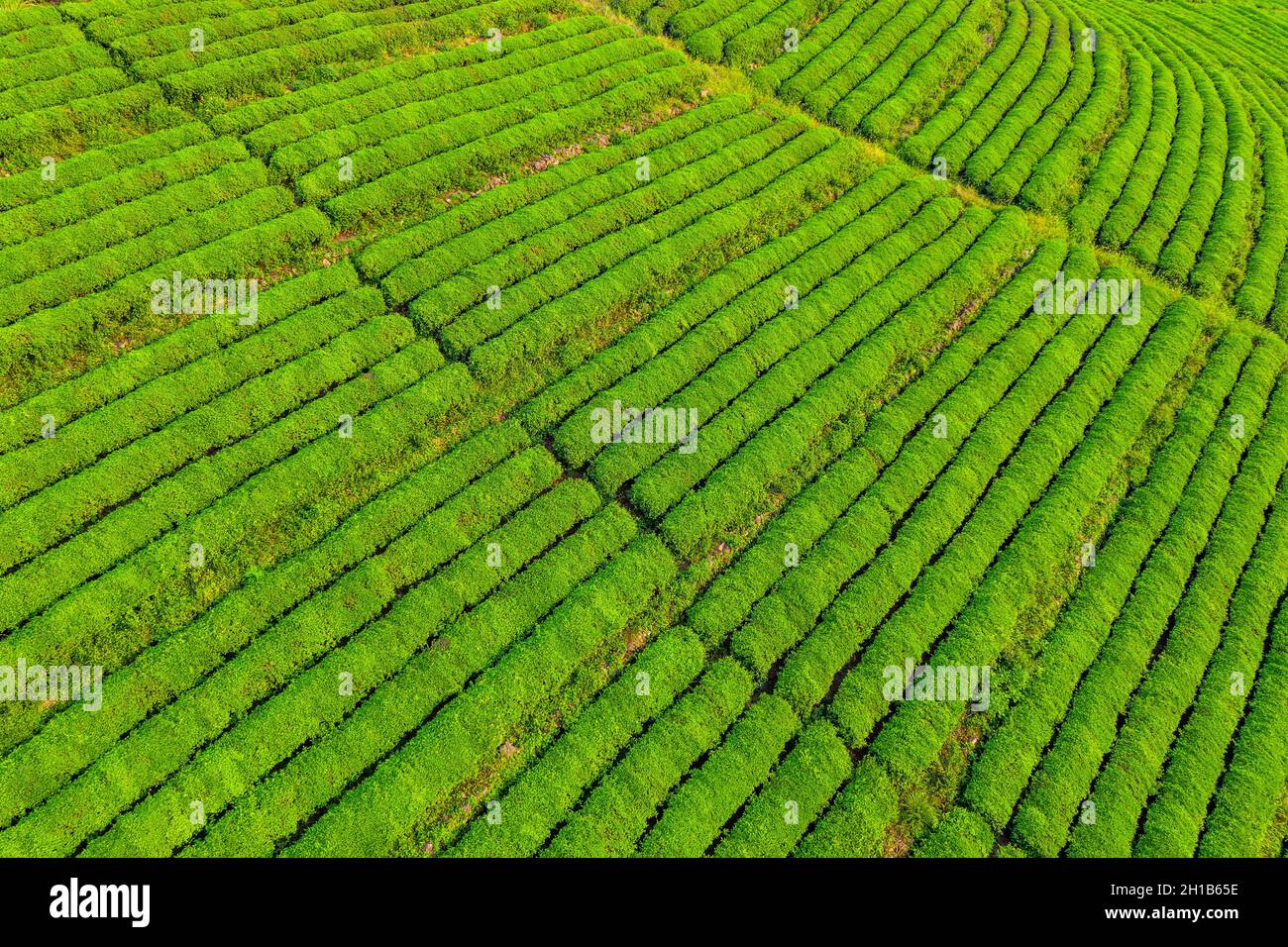 Aerial view of green tea plantation Stock Photo - Alamy