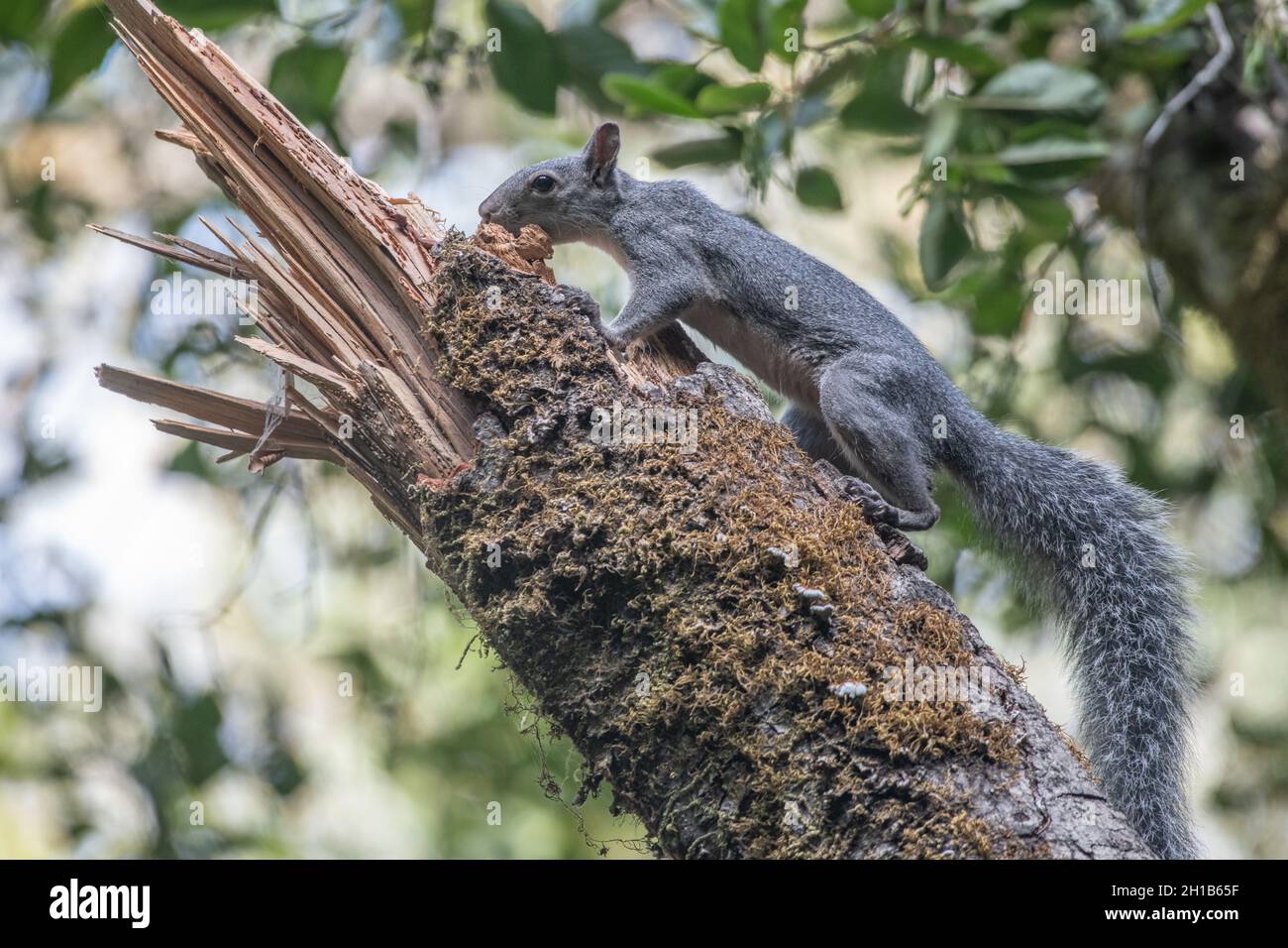 A western gray squirrel (Sciurus griseus) from Sonoma county ...