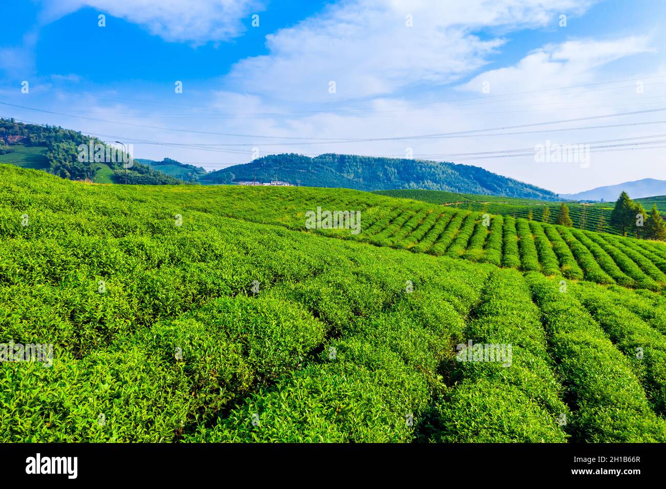 Aerial tea hi-res stock photography and images - Alamy