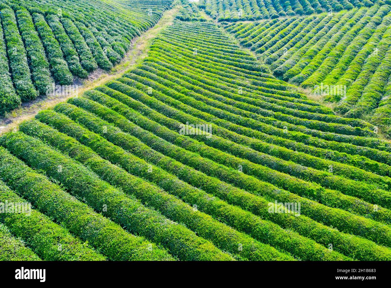Aerial view of green tea plantation Stock Photo - Alamy