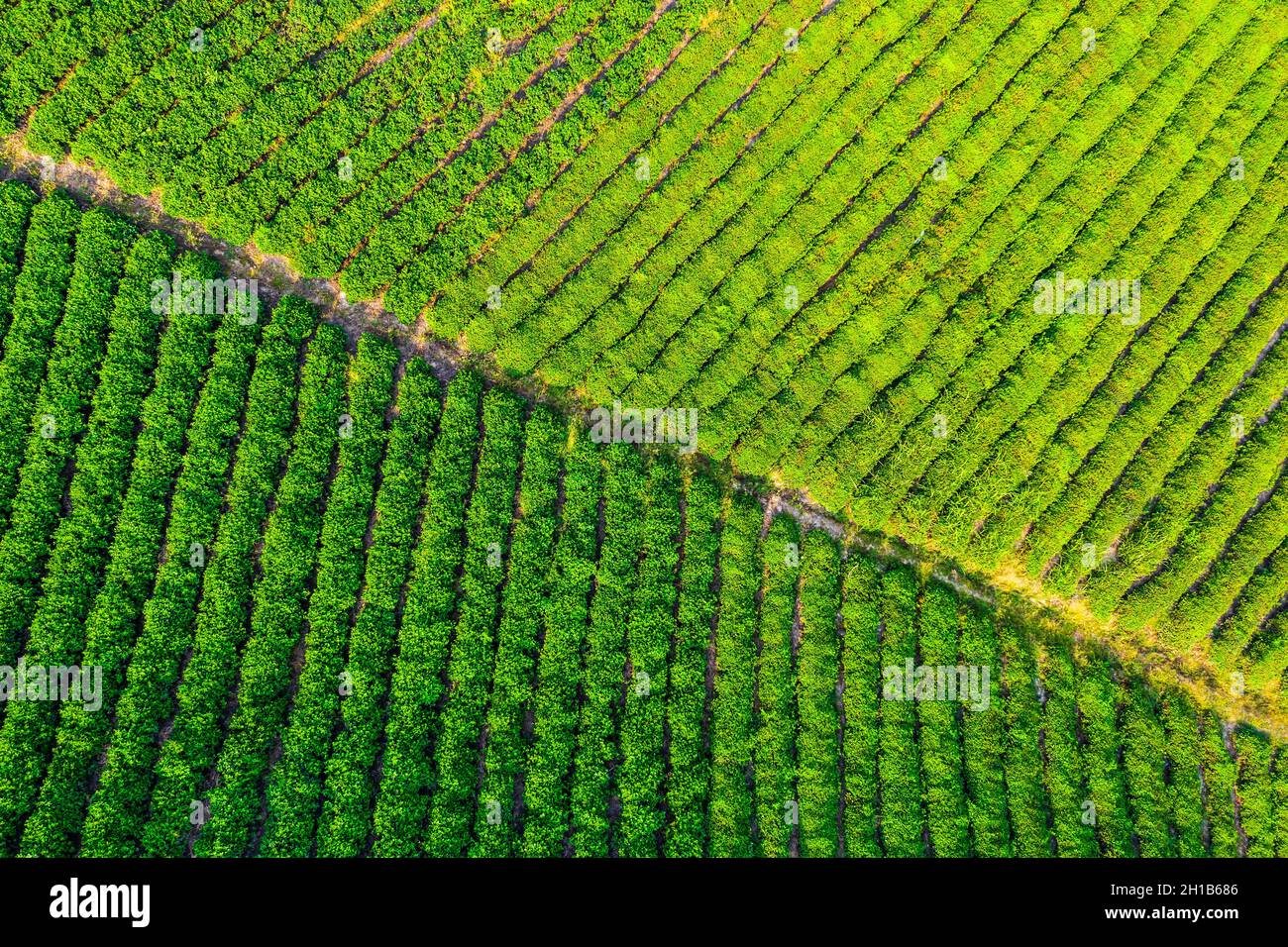 Tea plantation top view hi-res stock photography and images - Alamy