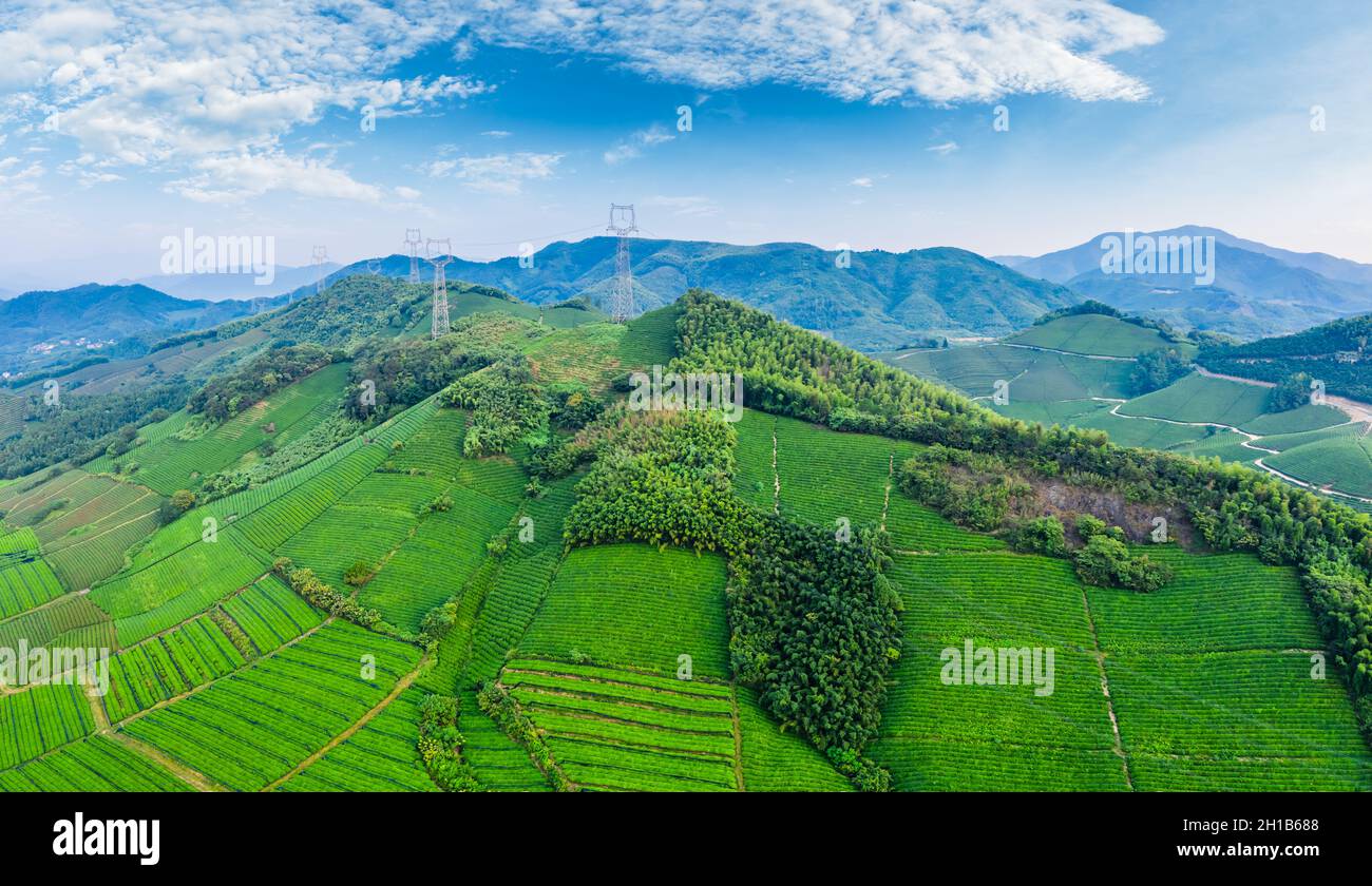 Aerial view of green tea plantation Stock Photo - Alamy