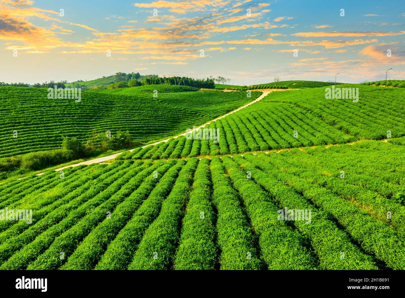 Aerial landscape green tea plantation hi-res stock photography and ...
