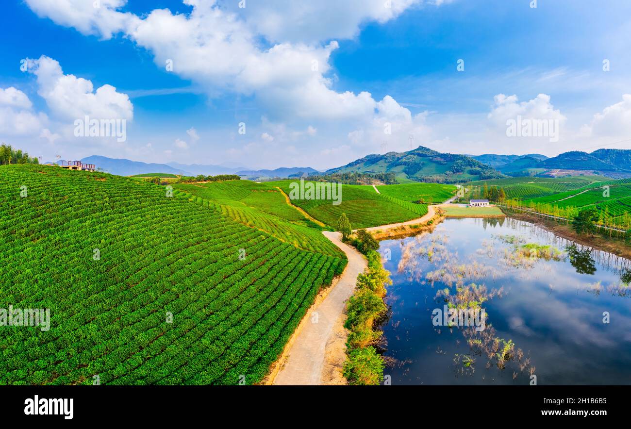 Aerial view of green tea plantation Stock Photo - Alamy