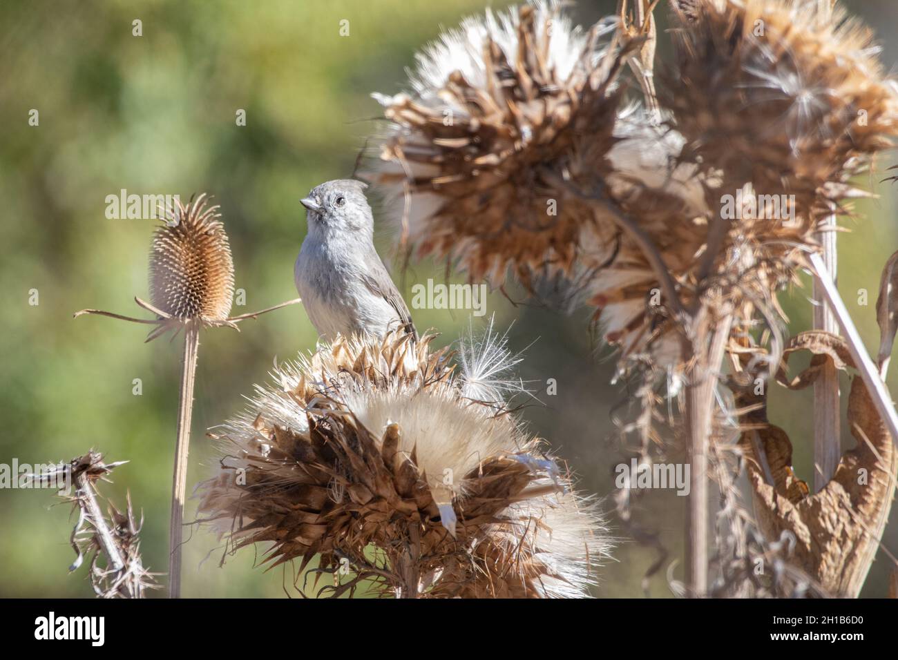 An oak titmouse (Baeolophus inornatus), a small bird sits ontop of ...