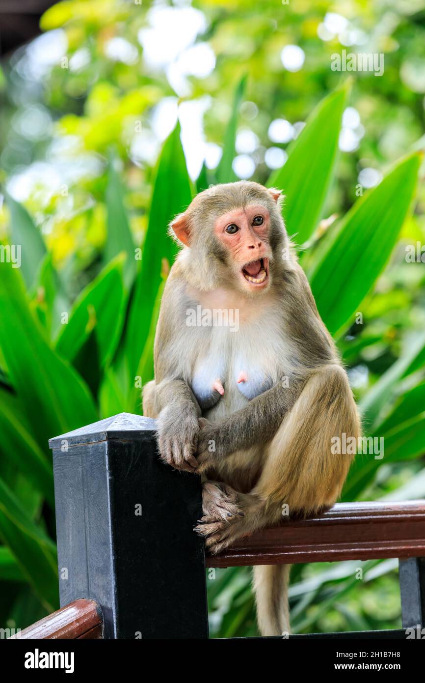 Angry monkey hi-res stock photography and images - Alamy
