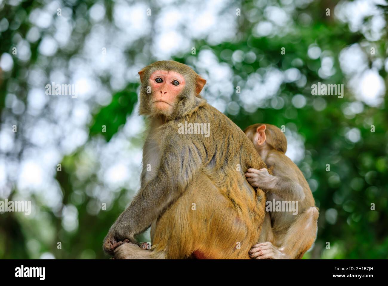 Cute little monkey by mother's side Stock Photo - Alamy
