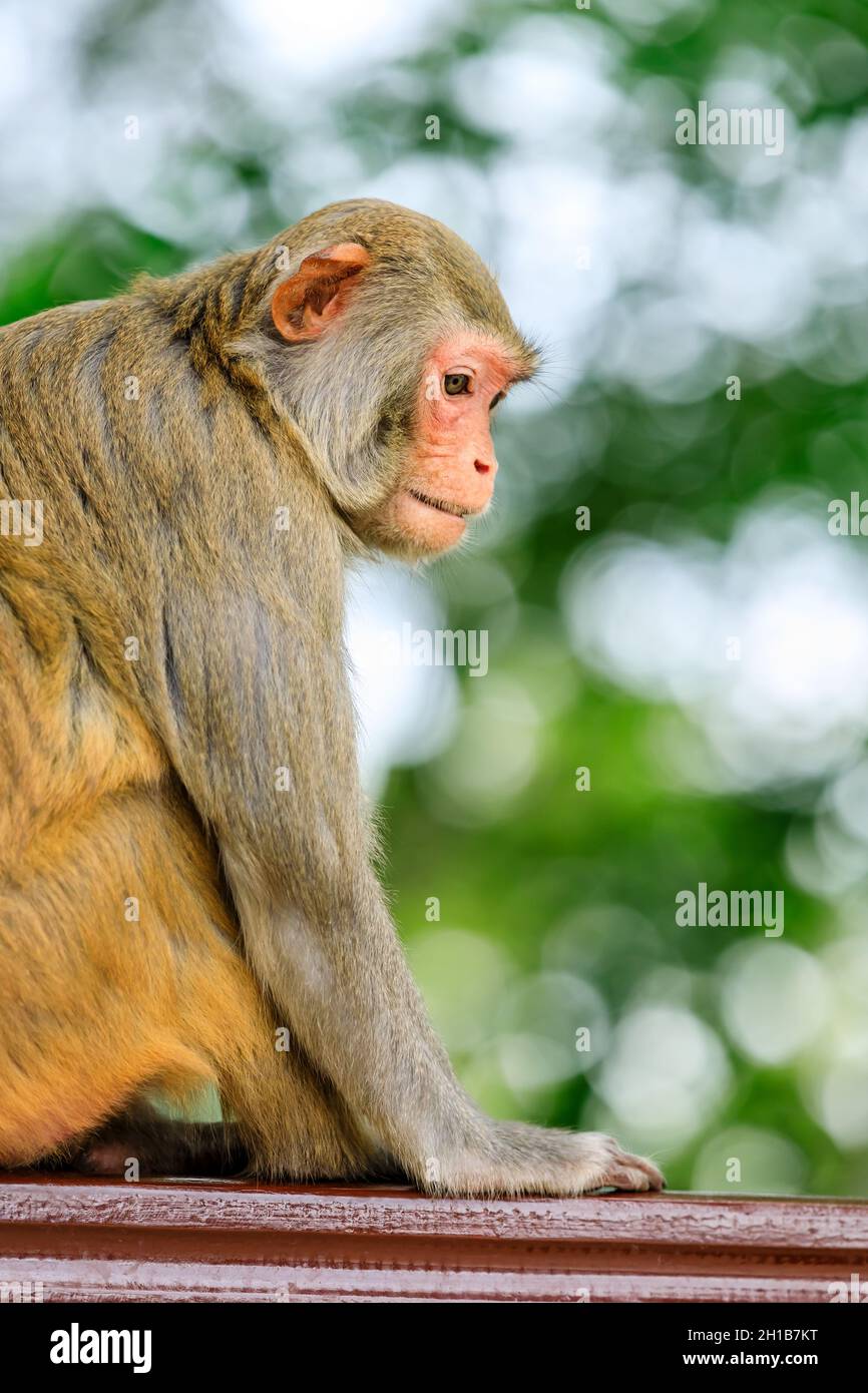 Cute monkey hi-res stock photography and images - Alamy