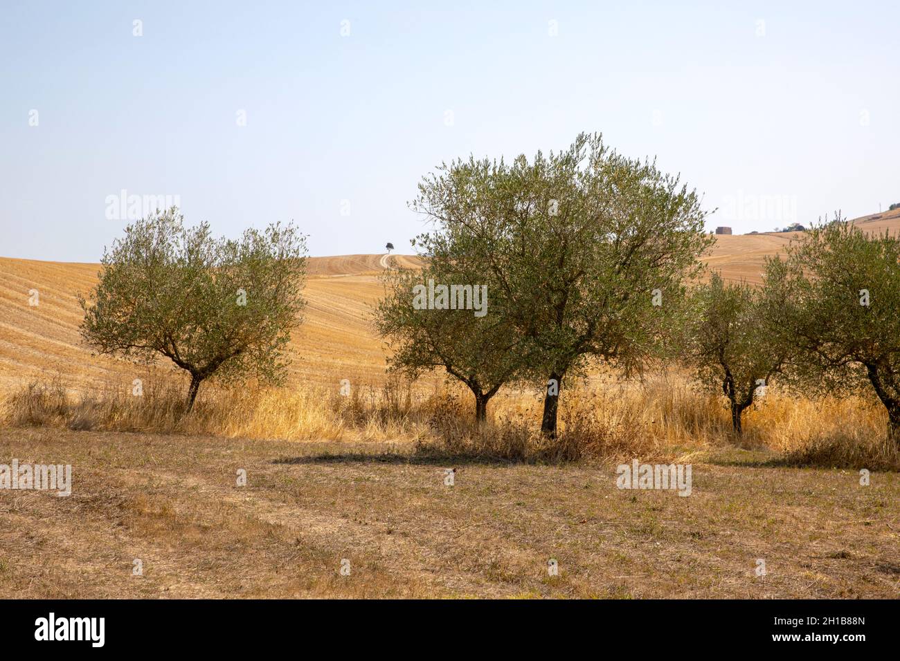 A olive tree in a typical scenary of Crete Senesi, Asciano, Siena ...