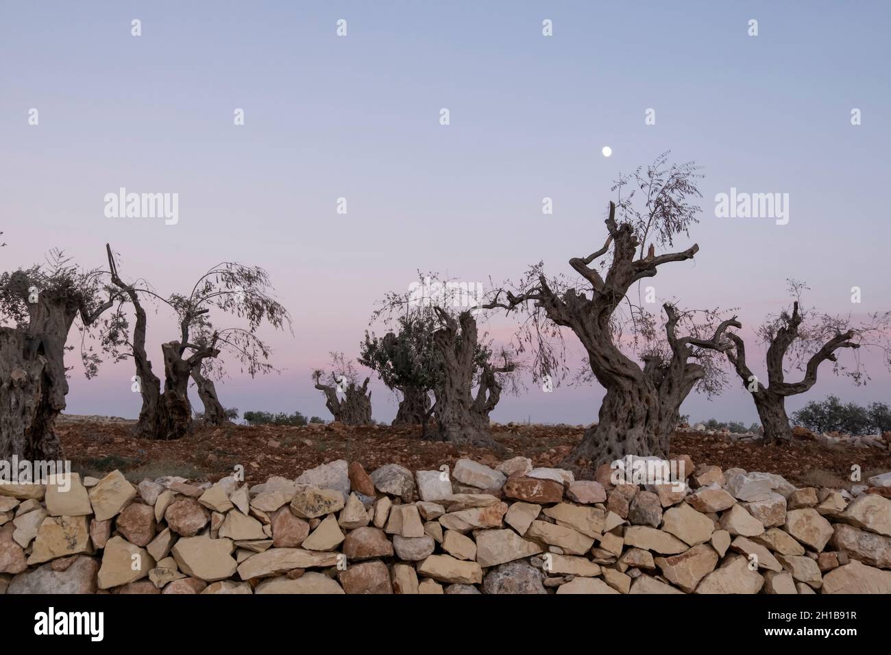 Old olive trees in olive grove in the south Hebron hills in the West ...