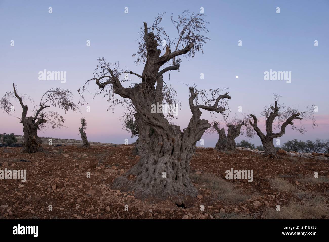 Old olive trees in olive grove in the south Hebron hills in the West ...