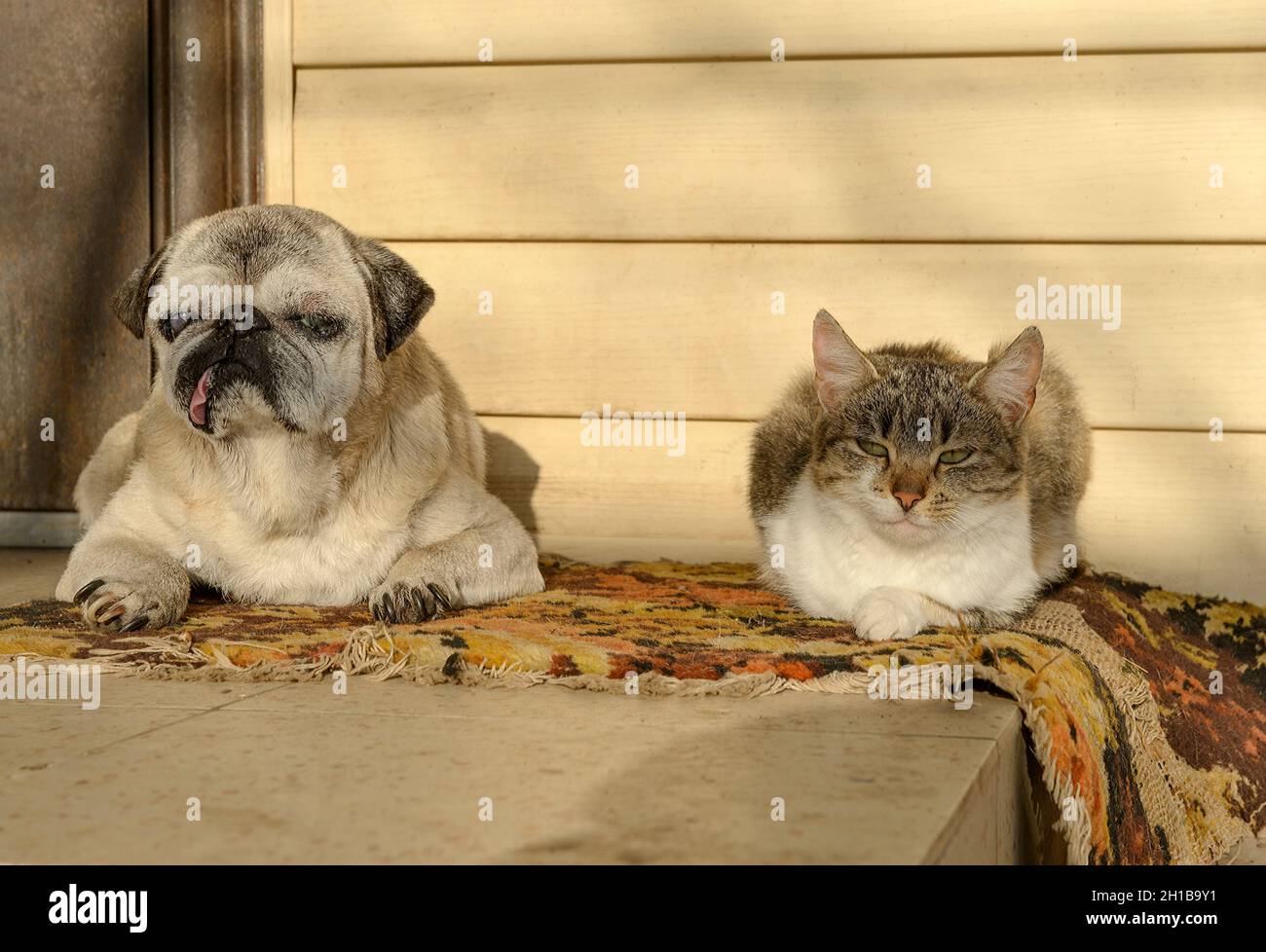 Very old pug and cat are basking in sunlight on porch at backyard Stock ...