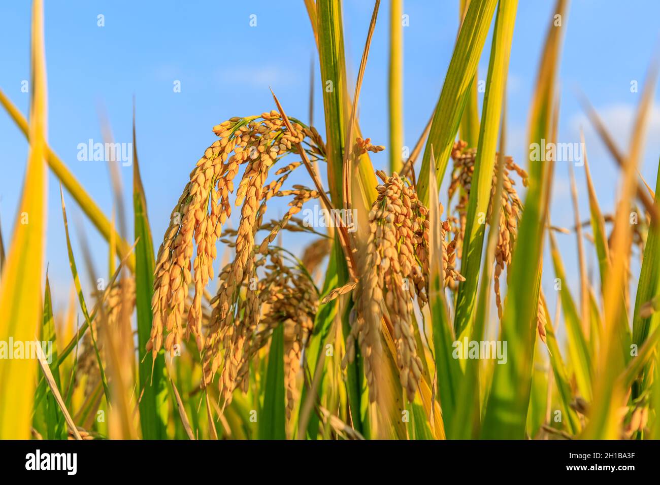 Ripe rice fields hi-res stock photography and images - Alamy