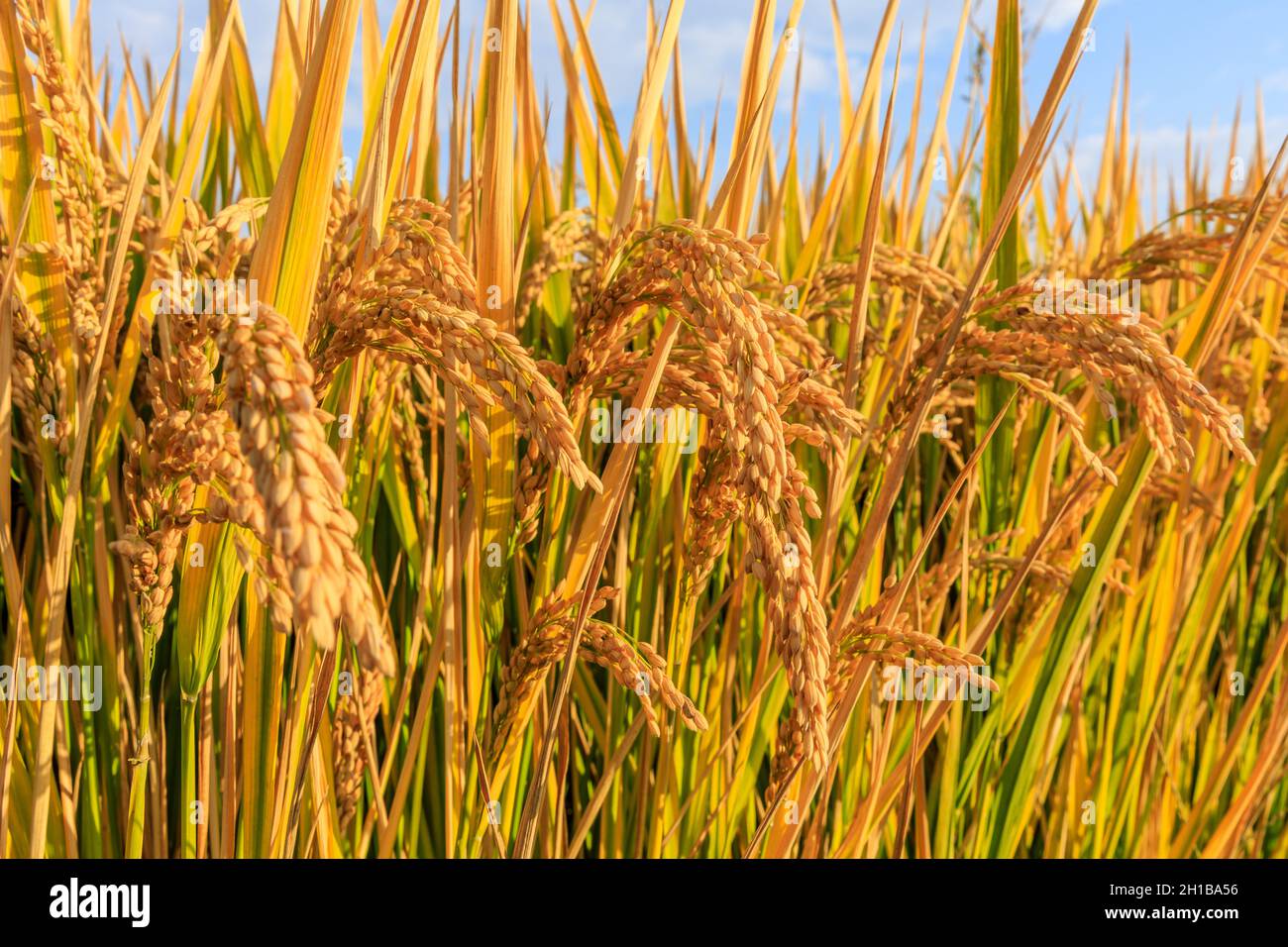 Ripe rice on the farm in autumn season Stock Photo - Alamy