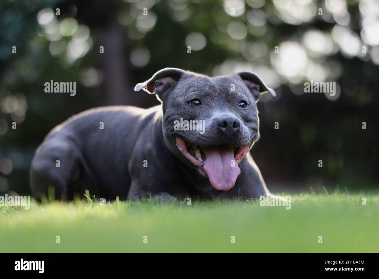 Happy Blue Staffy Lies Down in the Green Garden. Cute English ...