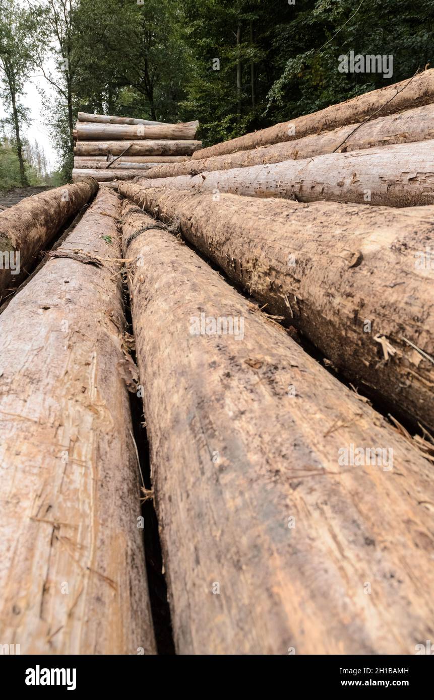 Felled wood transport hi-res stock photography and images - Alamy
