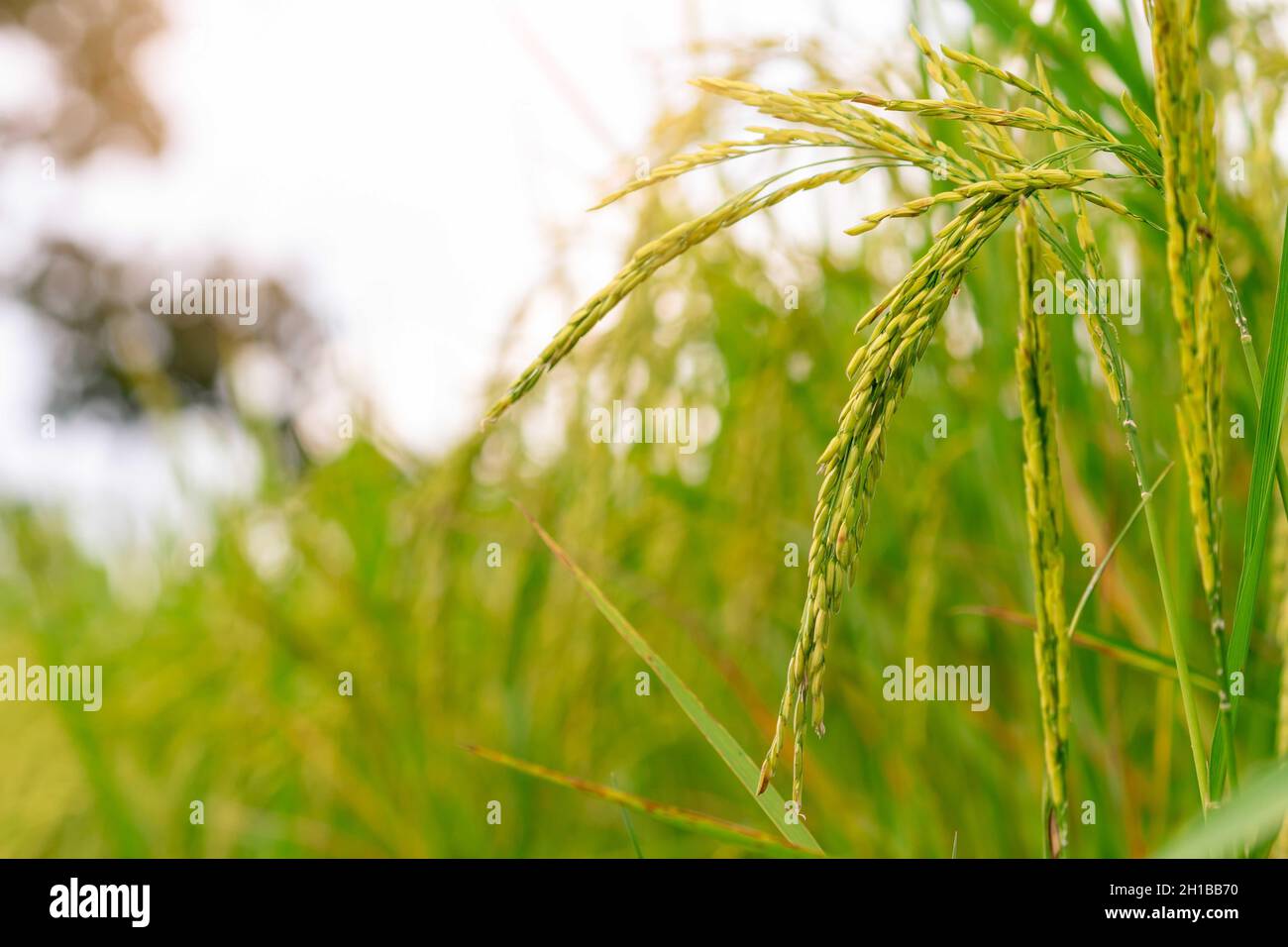 Selective focus on ear of rice. Green paddy field. Rice plantation ...