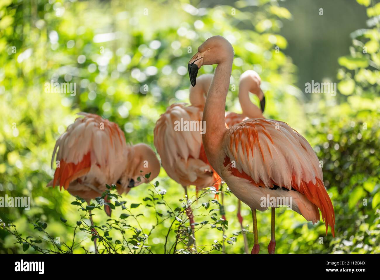 Pink chilean flamingos hi-res stock photography and images - Alamy