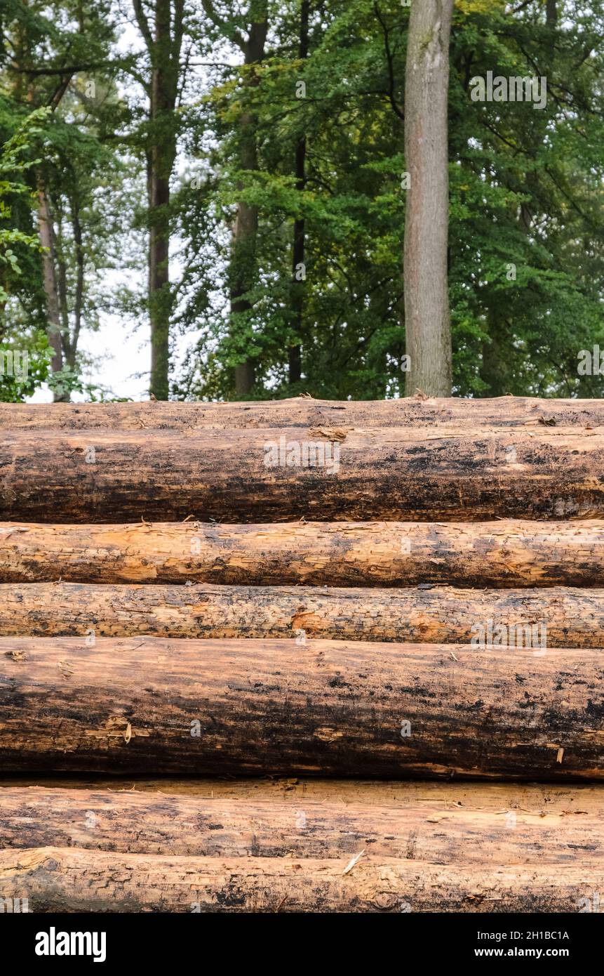 Logging site hi-res stock photography and images - Alamy