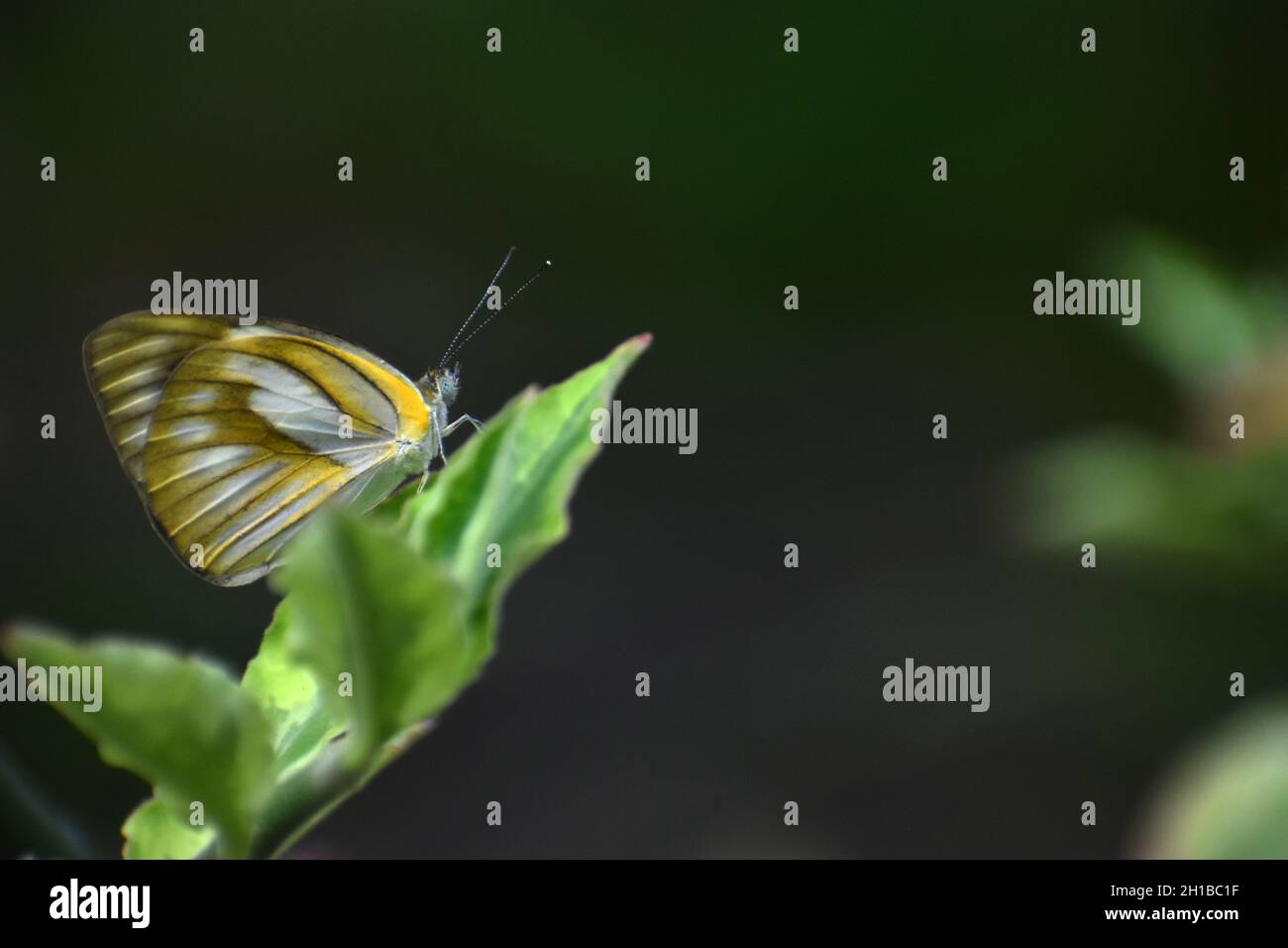 Appias libythea hi-res stock photography and images - Alamy