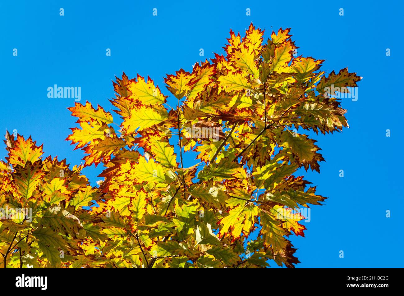 Colored leaves in autumn. Vibrant color tree, yellow and brown foliage in fall park, in a sunny ...
