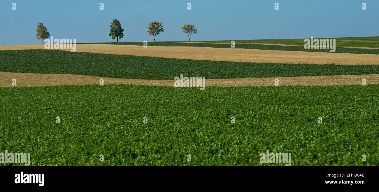 France wheat vine hi-res stock photography and images - Alamy