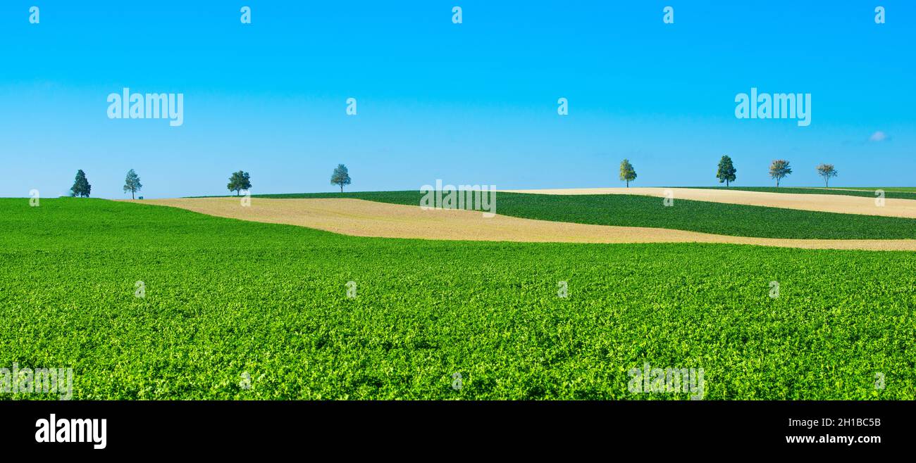 France wheat vine hi-res stock photography and images - Alamy