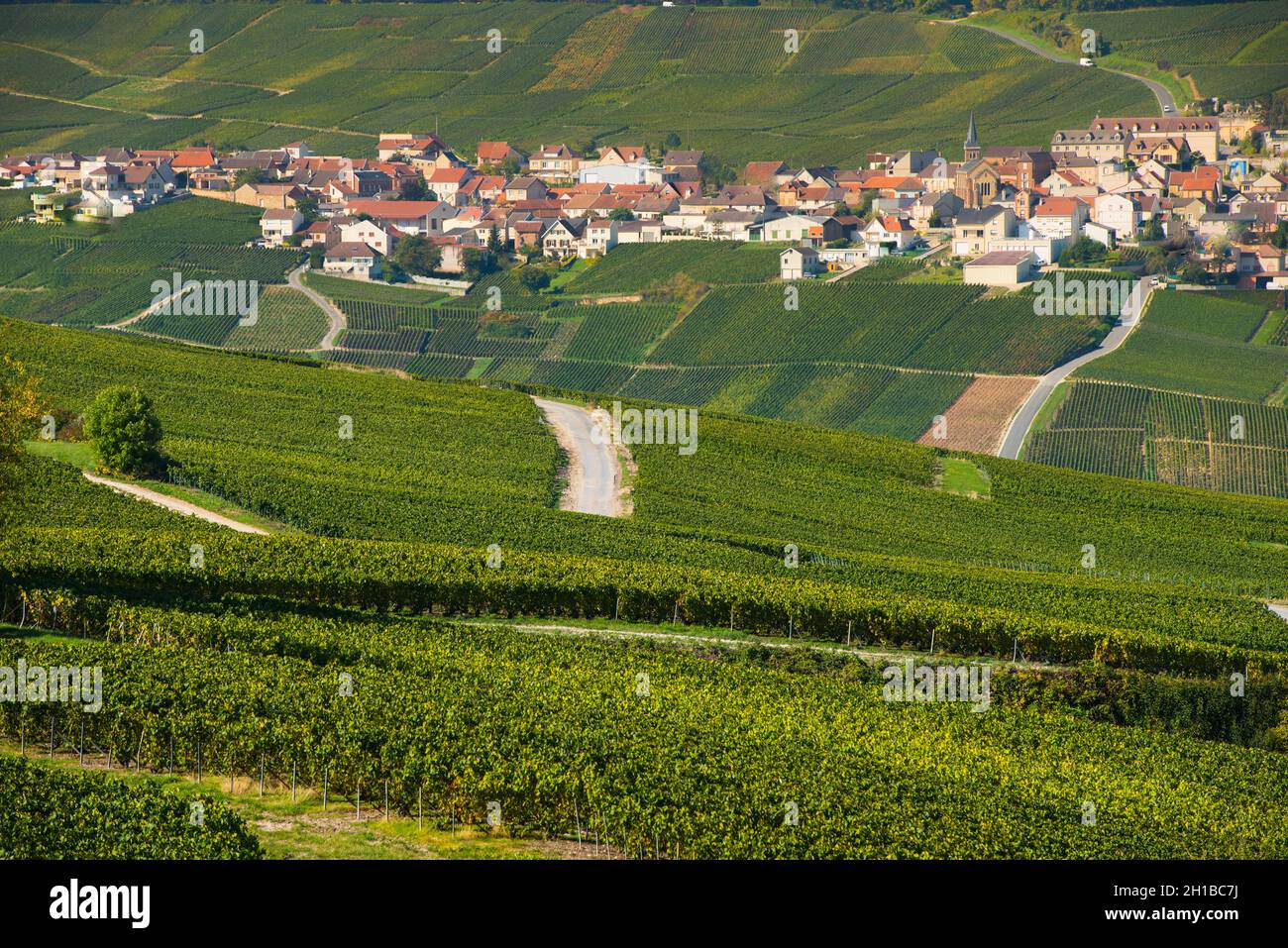 FRANCE, MARNE (51) CHAMPAGNE REGION. CUIS VINEYARD Stock Photo - Alamy