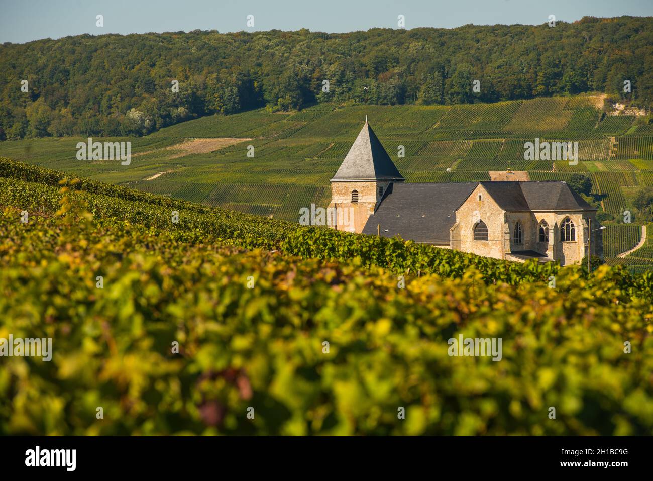 FRANCE, MARNE (51) CHAMPAGNE REGION. CHAVOT COURCOURT VINEYARD Stock ...