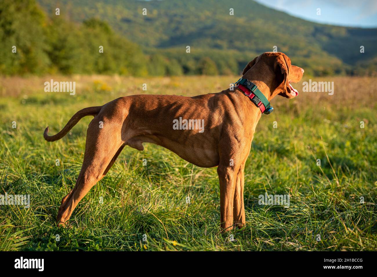 Beautiful male hungarian vizsla hunting dog outdoors portrait. Hunting ...