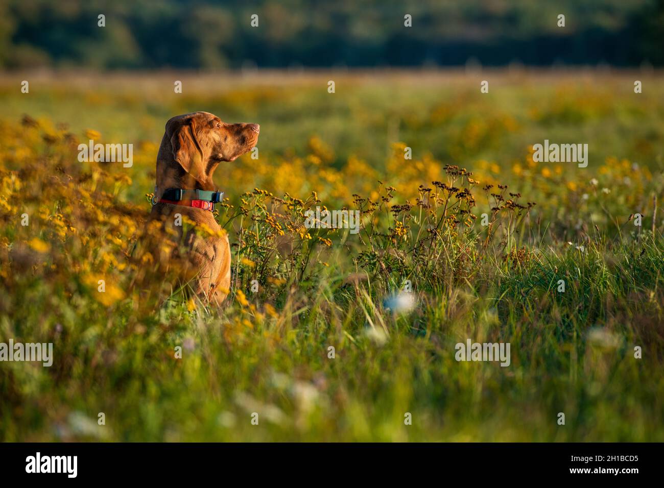 Beautiful male hungarian vizsla hunting dog outdoors portrait. Hunting ...